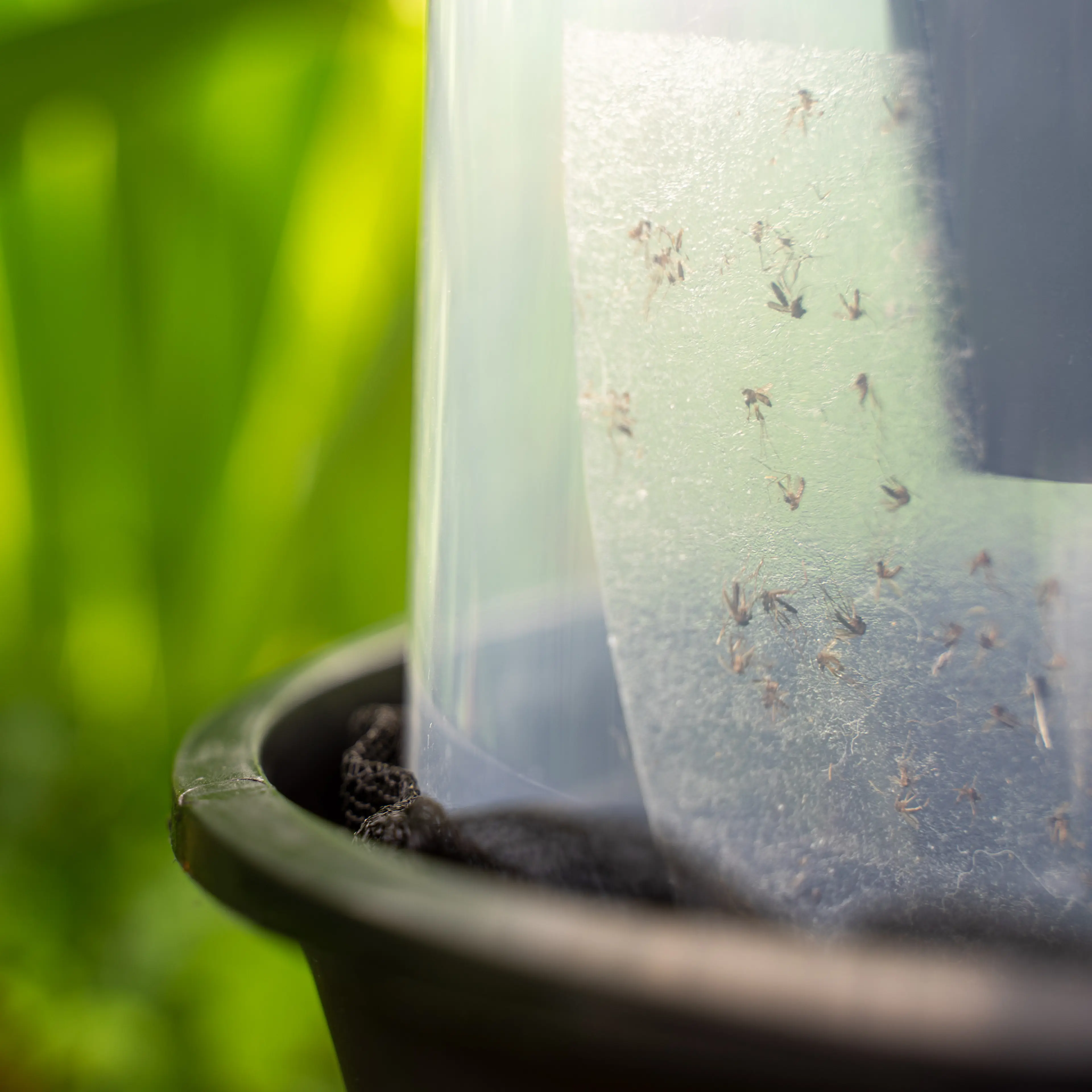 Le piège à moustiques tigres BG-GAT bloque sa reproduction
